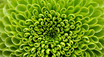 middle-plant - Lisa Brown - Mindfulness Psychology & Wellbeing